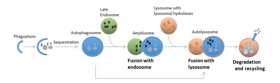 Autophagy Research Group Uit